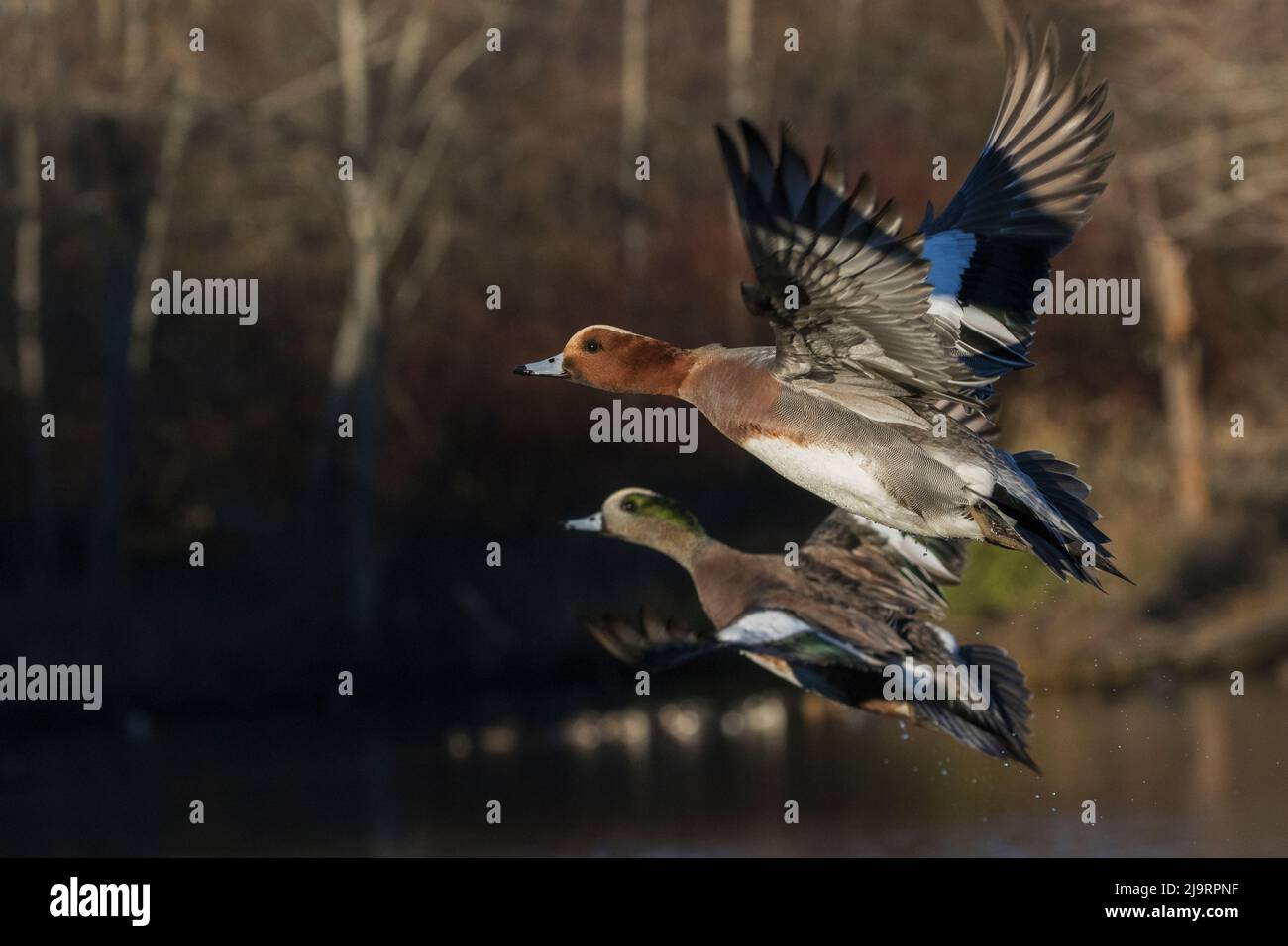 Eurasian american wigeon in hi-res stock photography and images - Alamy