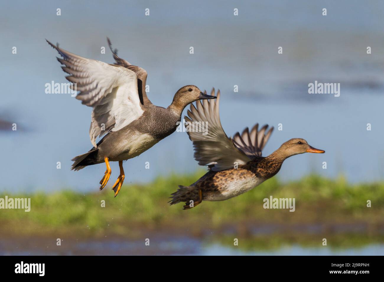 Gadwall pair flying Stock Photo - Alamy