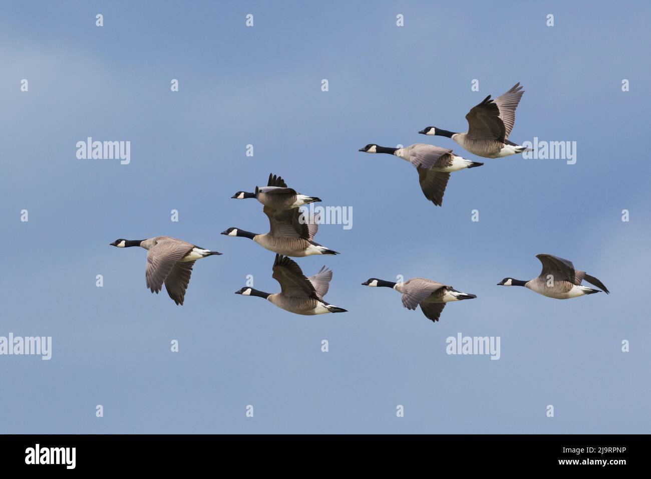 Canada geese flock Stock Photo - Alamy
