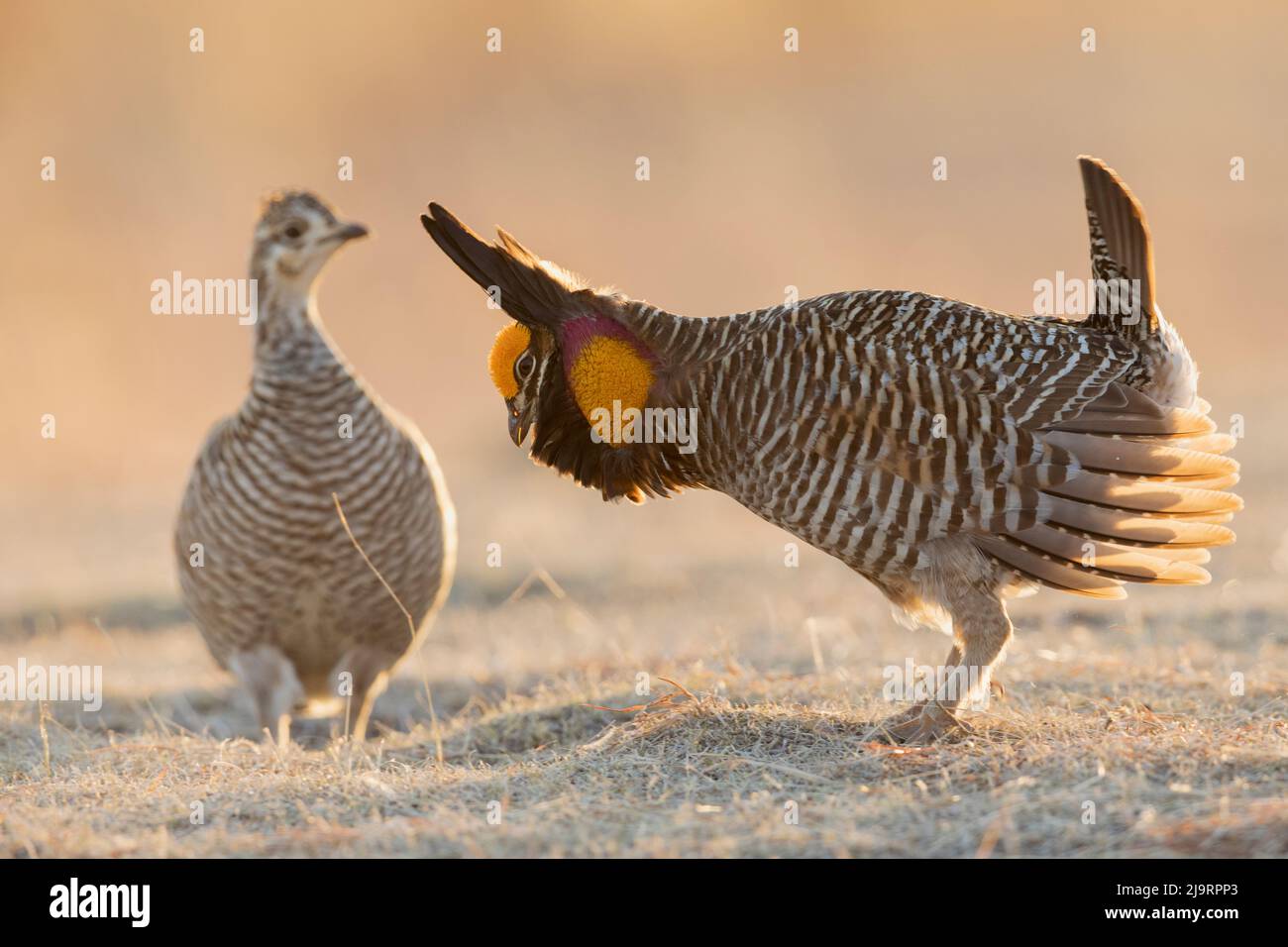 Prairie hen hi-res stock photography and images - Alamy
