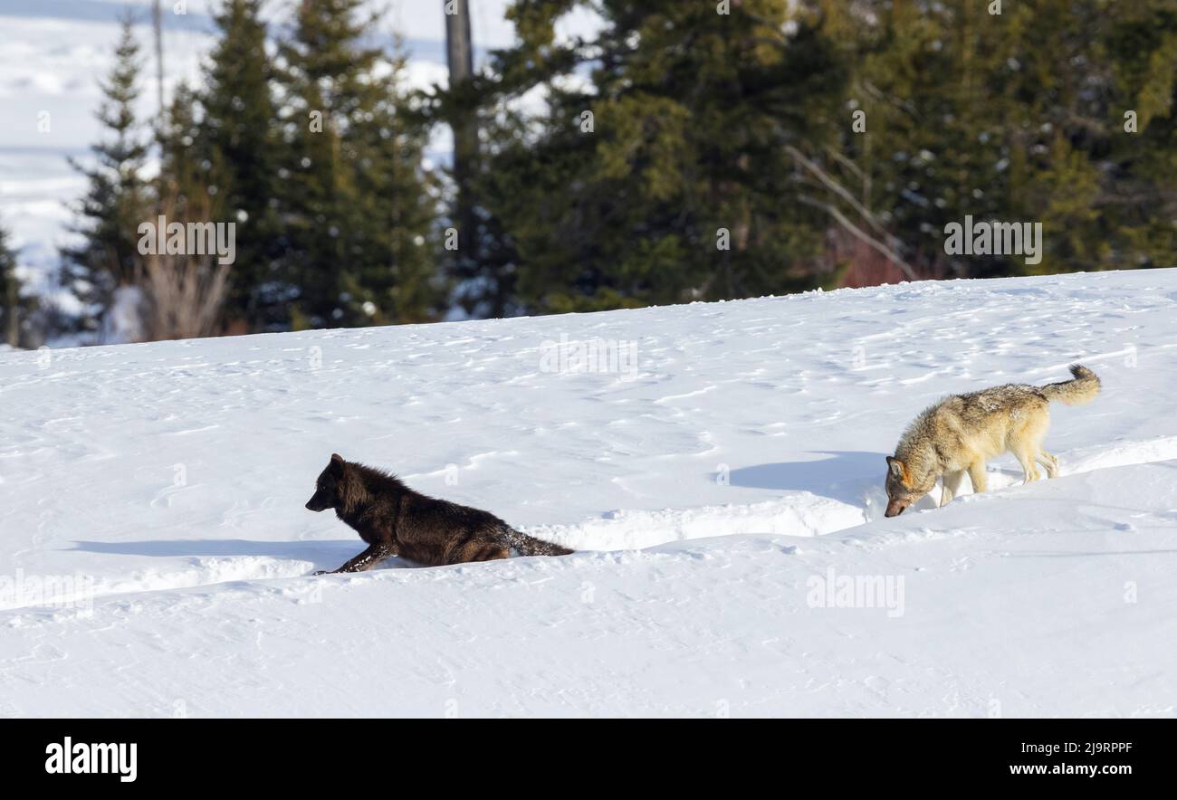 Danita delimont wolf hi-res stock photography and images - Alamy
