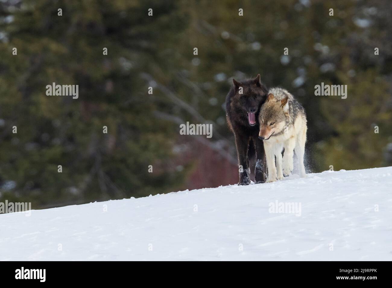 Playful gray wolf pair Stock Photo - Alamy