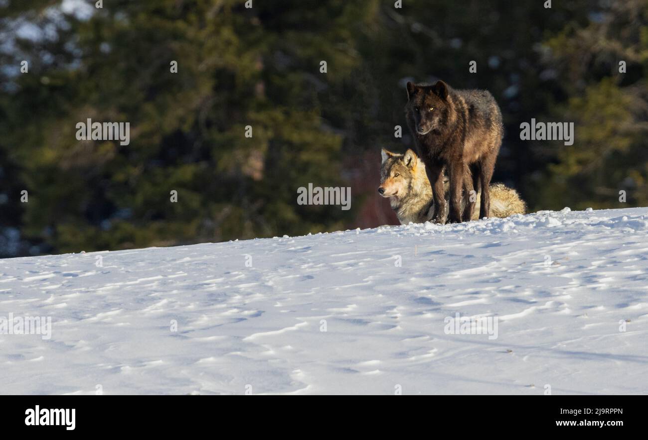 Danita delimont wolf hi-res stock photography and images - Alamy