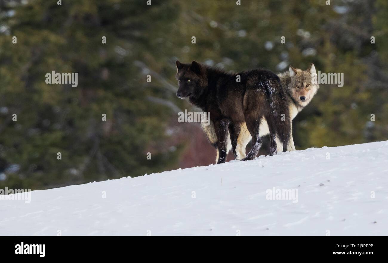 Wolf pair hi-res stock photography and images - Alamy