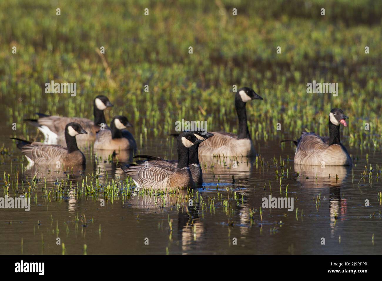 Aleutian cackling goose pair among cackling geese Stock Photo - Alamy Aleutian cackling goose pair among cackling geese Stock Photo - Alamy