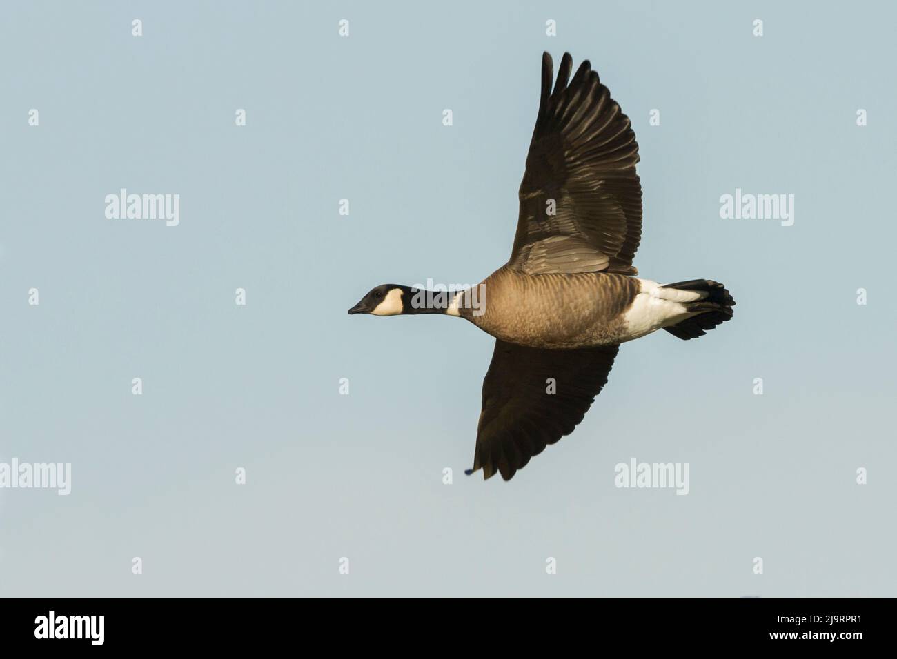 Aleutian cackling goose Stock Photo - Alamy
