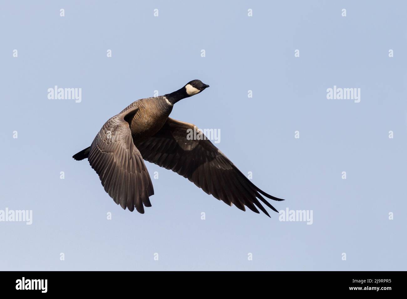 Aleutian cackling goose Stock Photo - Alamy