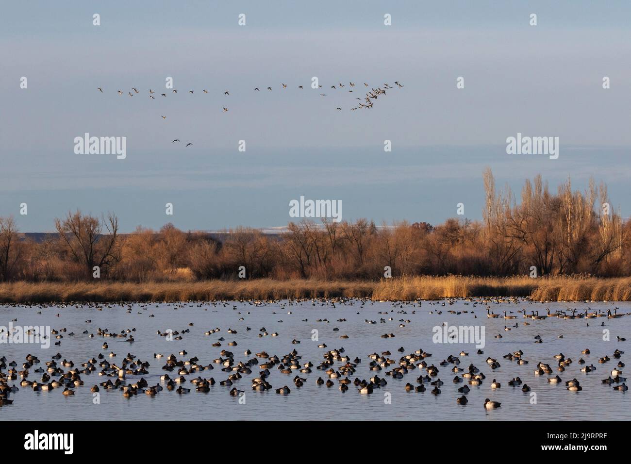 Waterfowl wintering grounds Stock Photo - Alamy