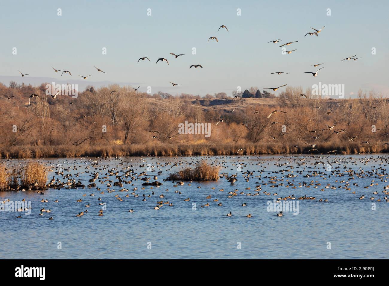 Waterfowl wintering habitat Stock Photo - Alamy