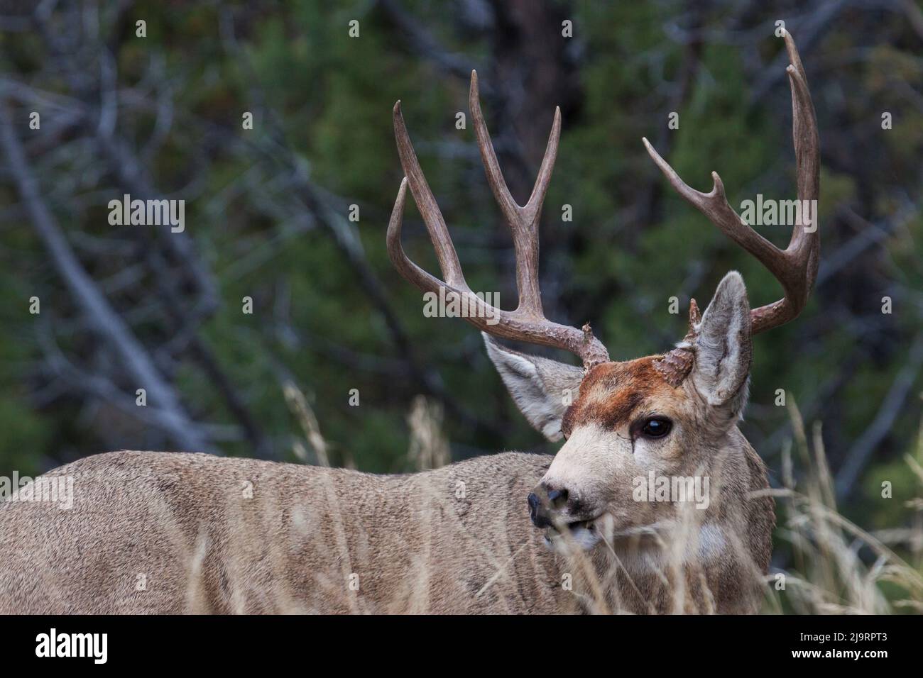 Mule deer buck Stock Photo - Alamy
