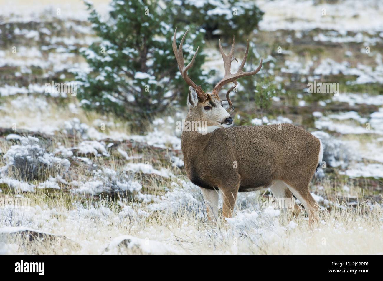 Mule deer buck, Rocky Mountain winter Stock Photo - Alamy