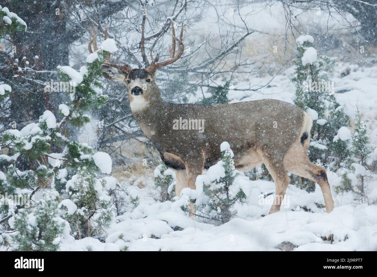 Mule deer buck, winter storm Stock Photo - Alamy