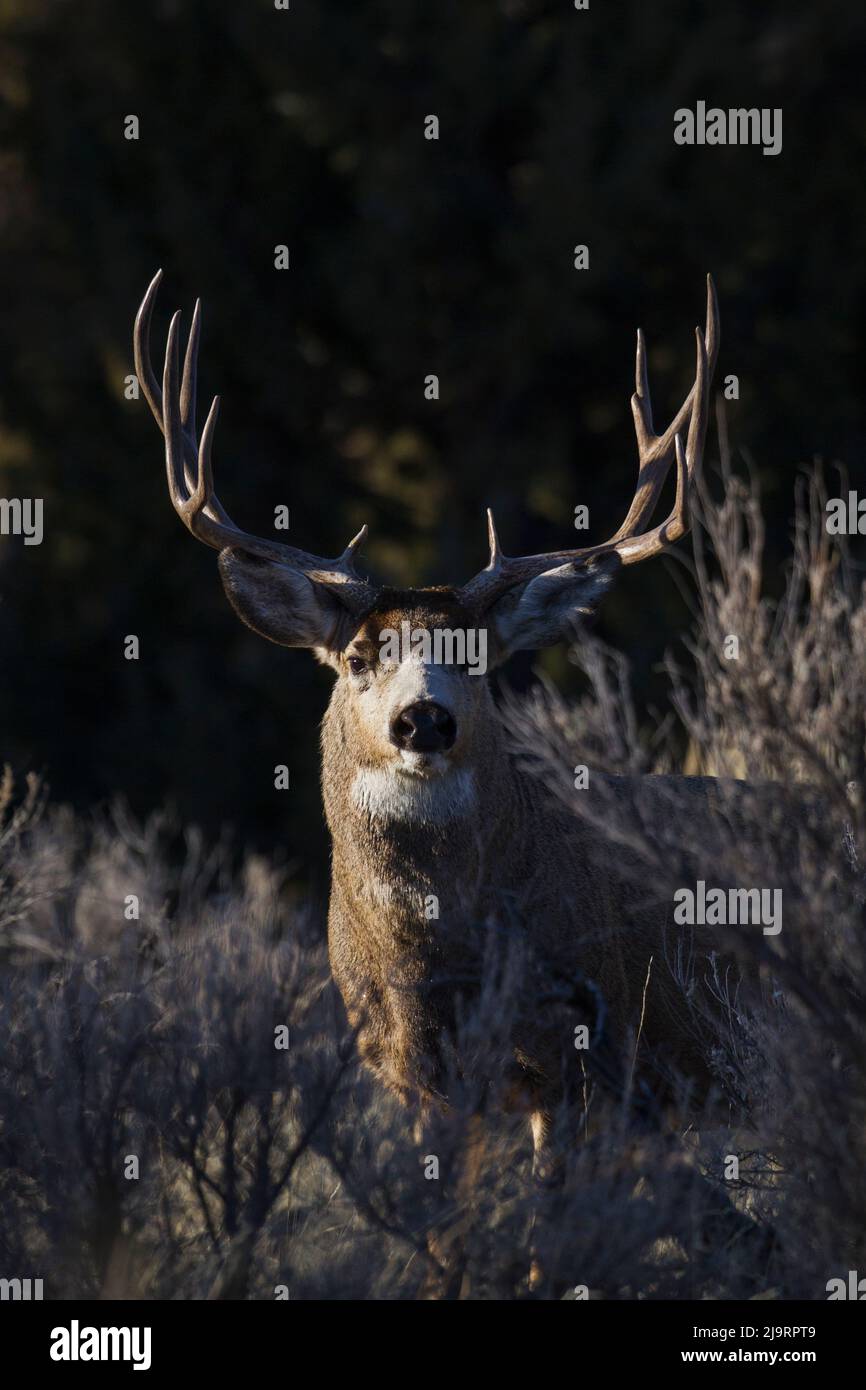 Mule deer buck Stock Photo - Alamy