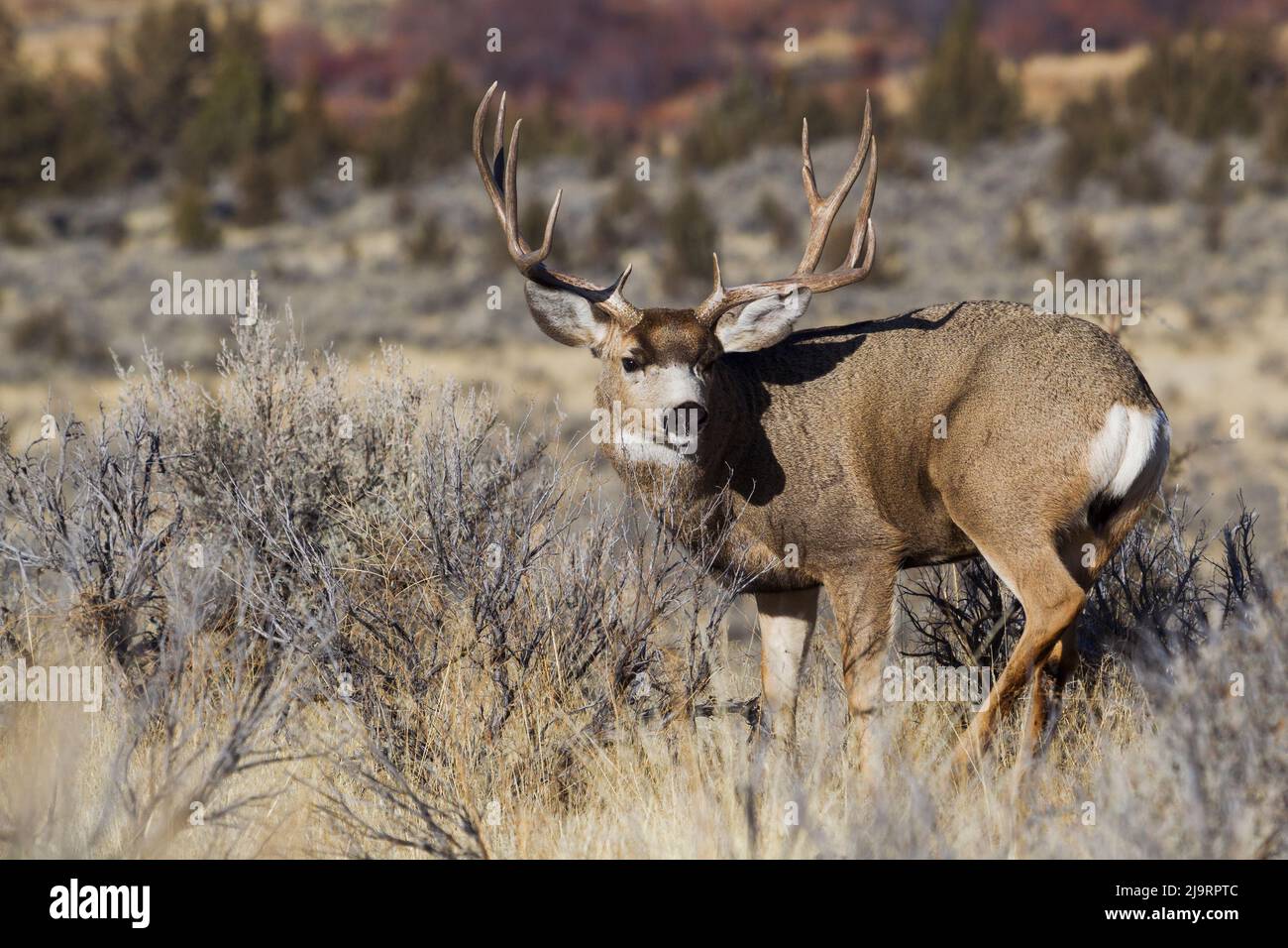 Mule deer buck Stock Photo - Alamy