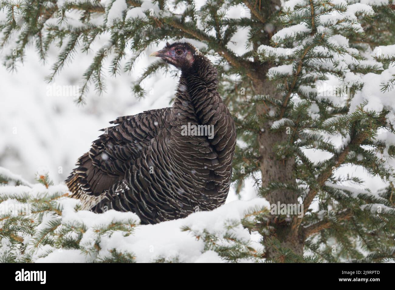 Merriams hi-res stock photography and images - Alamy