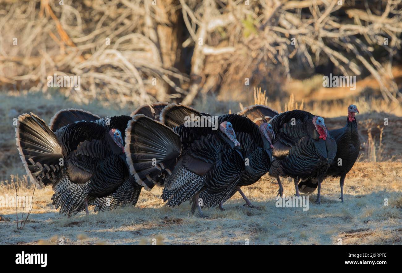 Merriams turkeys hi-res stock photography and images - Alamy
