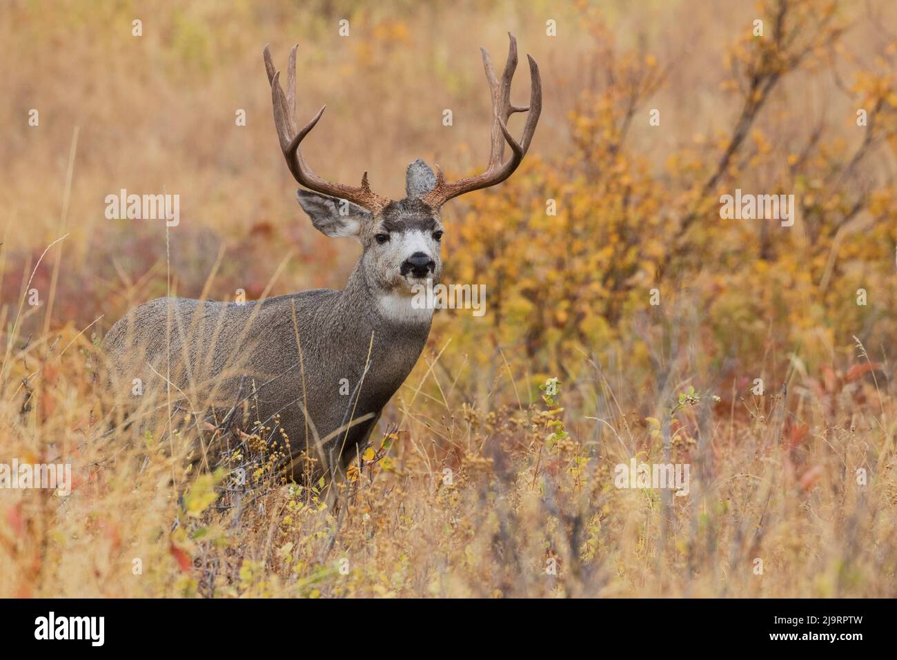 Autumn mule deer buck Stock Photo - Alamy