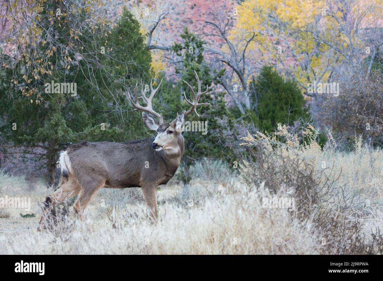 Mule deer buck, autumn habitat Stock Photo - Alamy