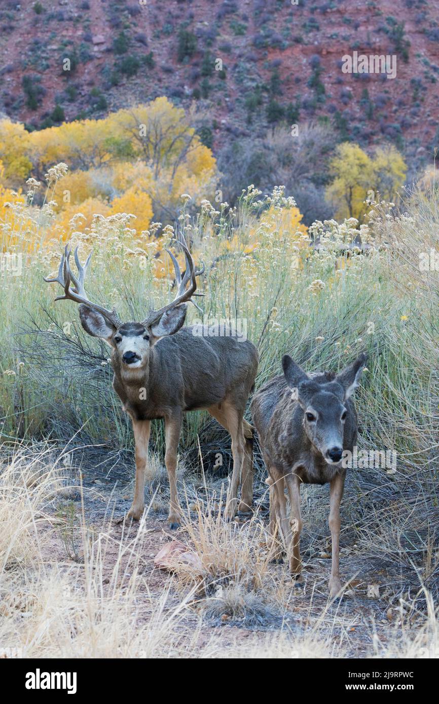 Mule deer pair Stock Photo - Alamy