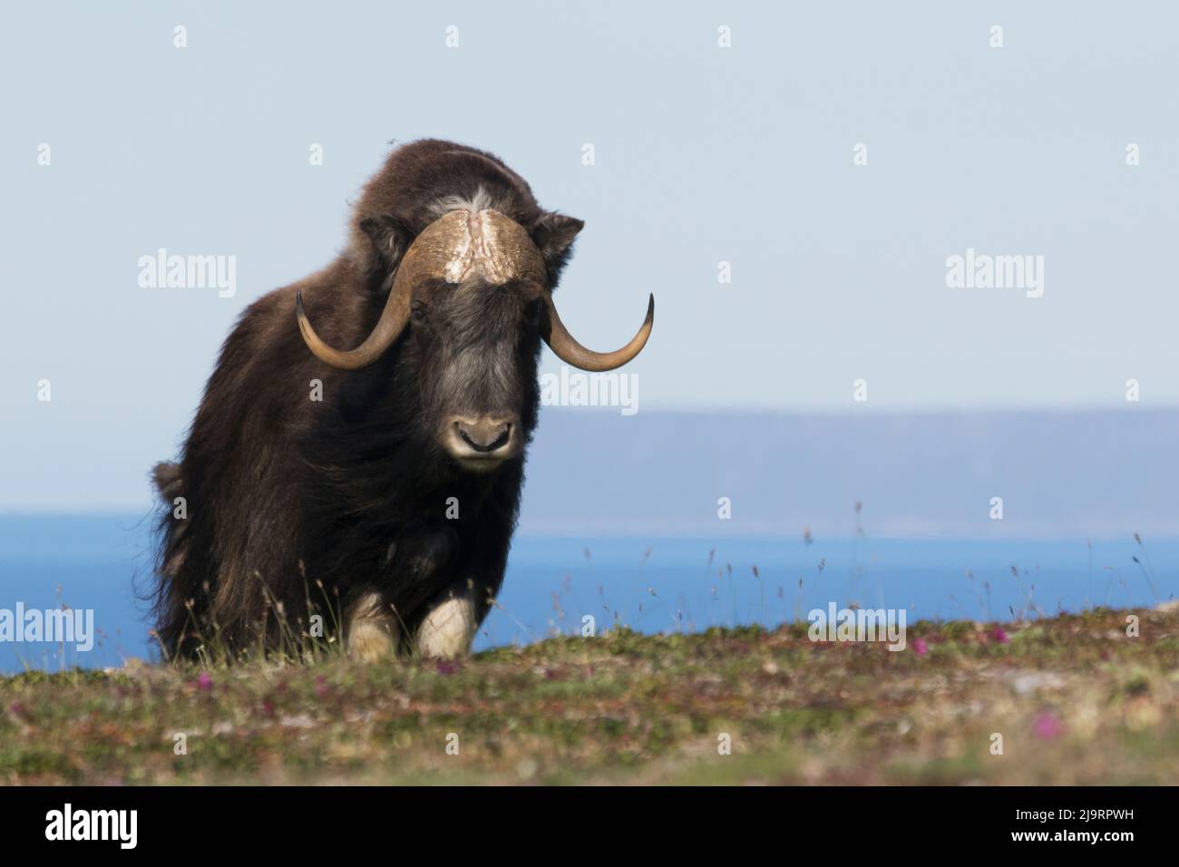 Musk Ox bull overlooking Bering Sea Stock Photo - Alamy