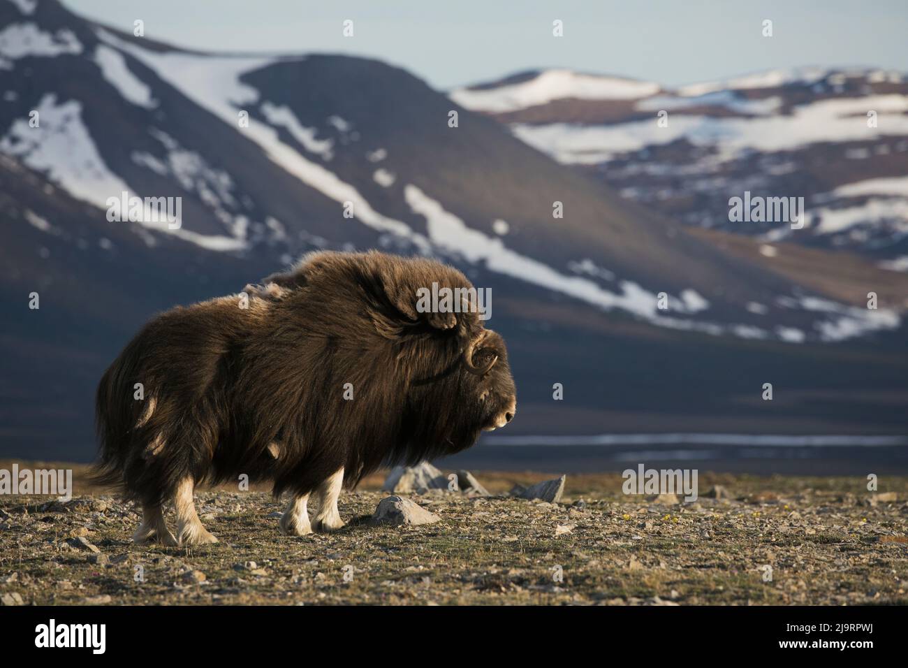 Musk oxen alaska hi-res stock photography and images - Alamy