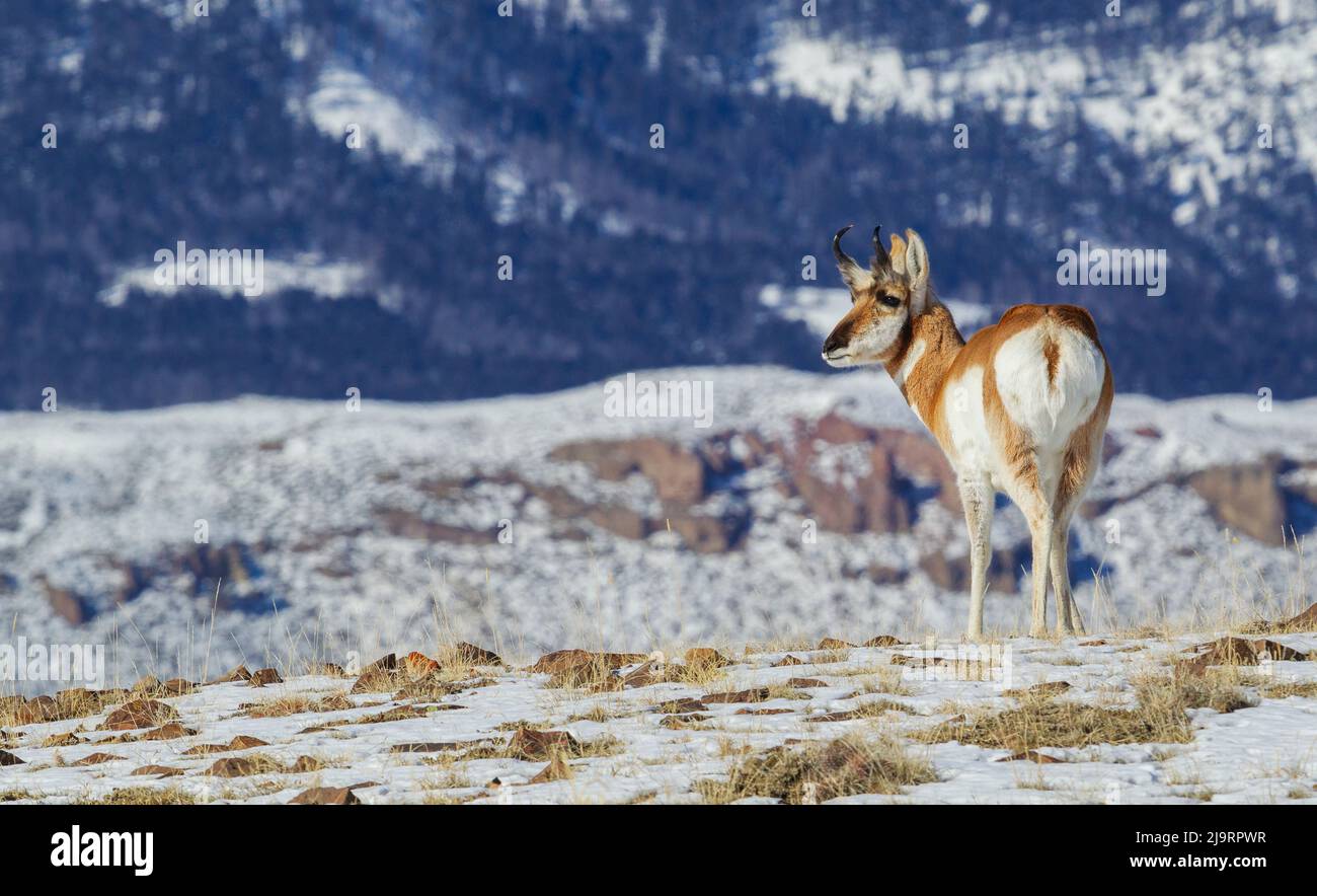 Pronghorn on the range hi-res stock photography and images - Alamy