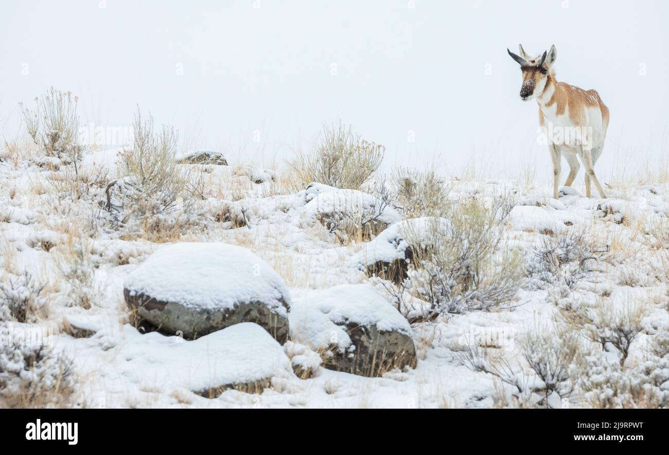Pronghorn on the range hi-res stock photography and images - Alamy