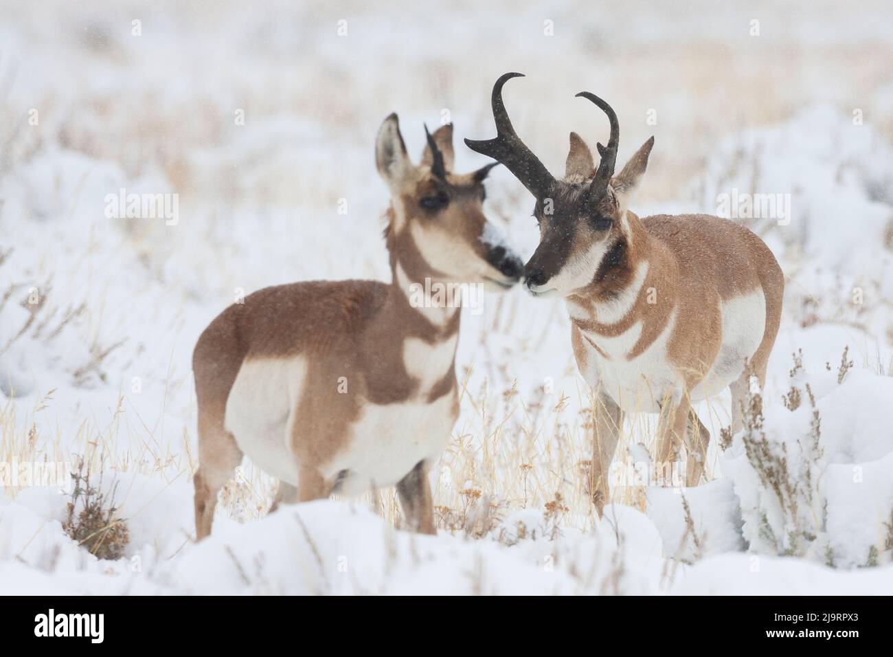 Pronghorn antelope buck and doe hi-res stock photography and images - Alamy