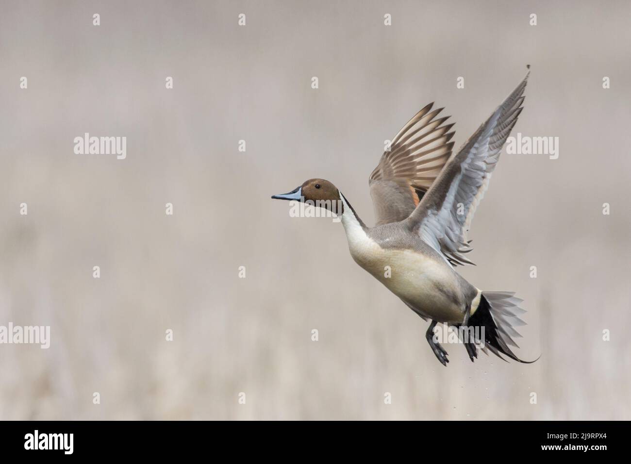 Northern pintail drake flying Stock Photo - Alamy