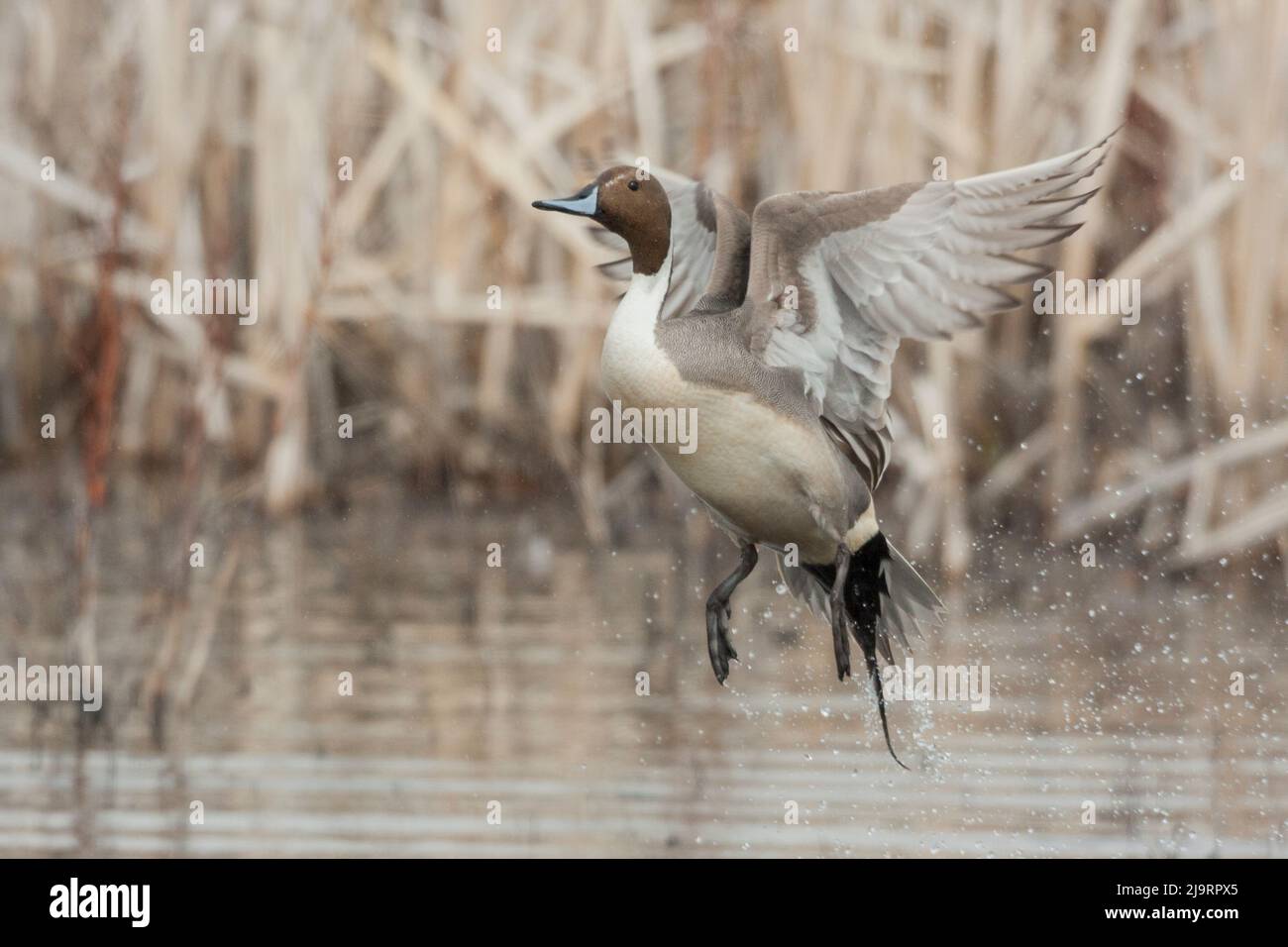 Drake taking flight hi-res stock photography and images - Alamy
