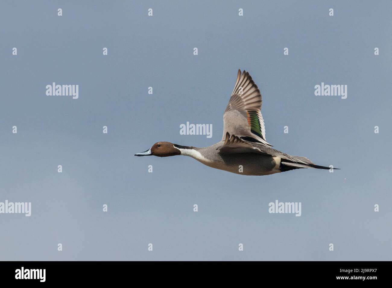 Northern pintail drake Stock Photo - Alamy