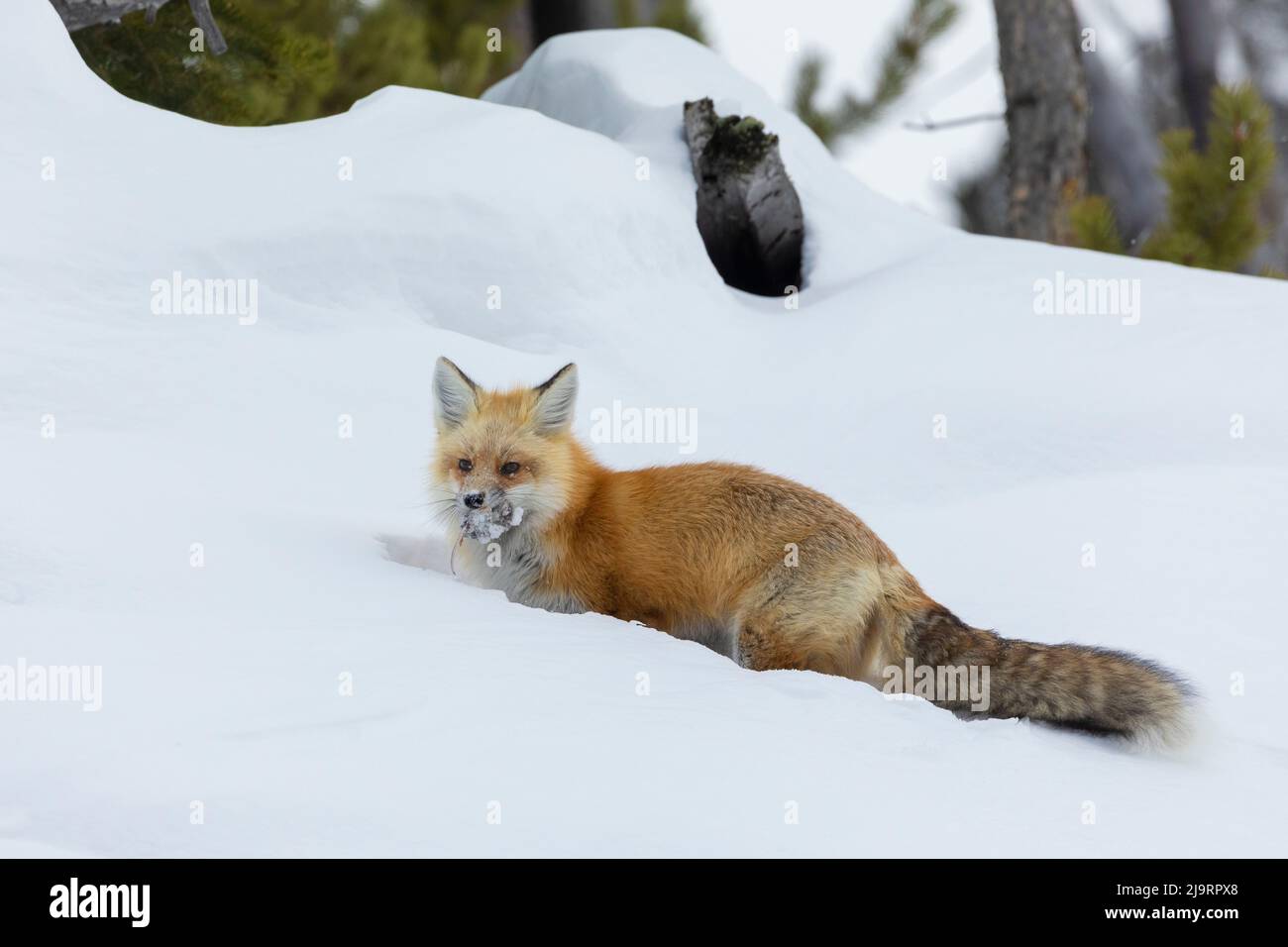 Red fox with cached food Stock Photo - Alamy