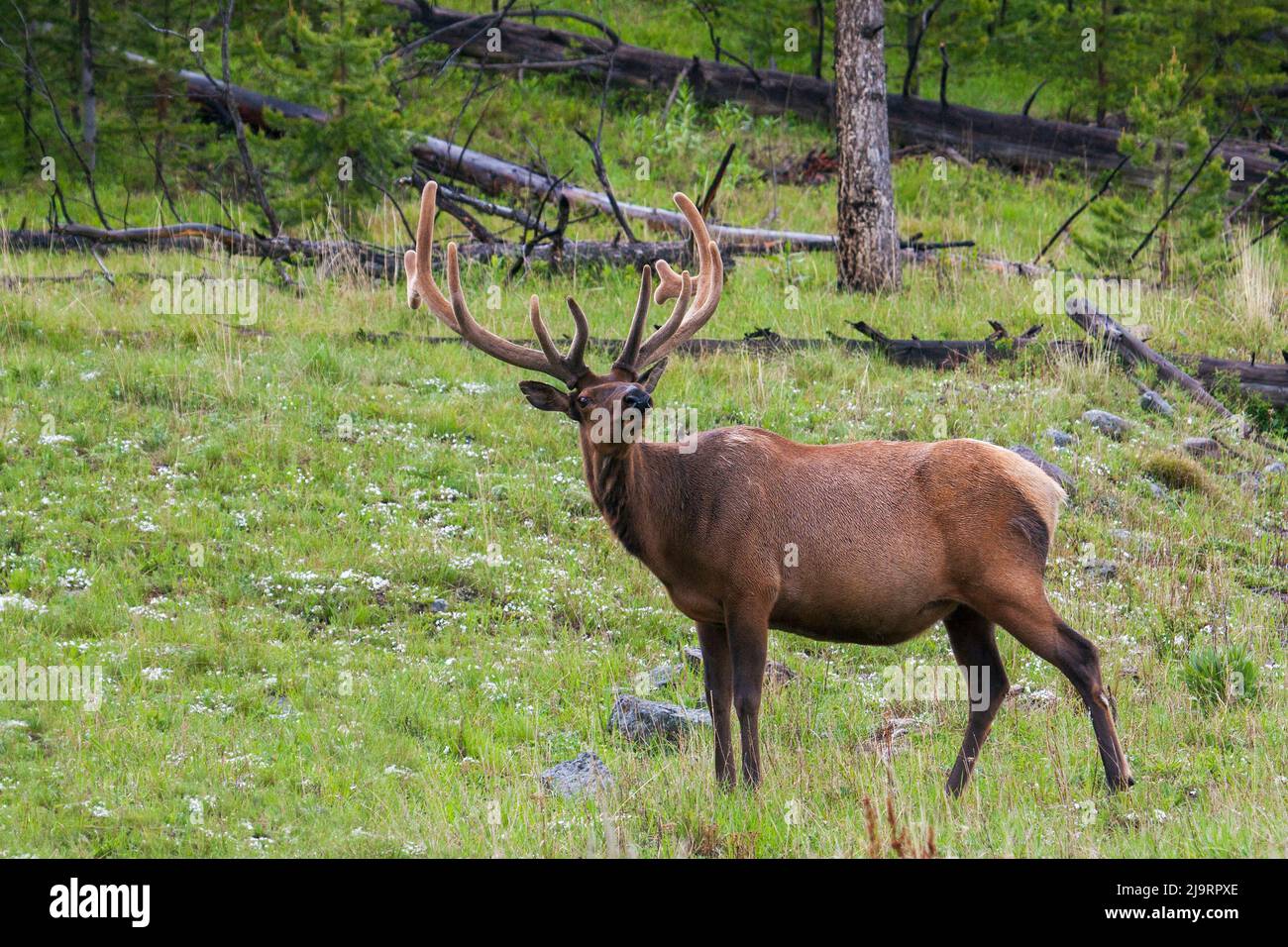 Rocky Mountain bull elk, spring velvet Stock Photo - Alamy