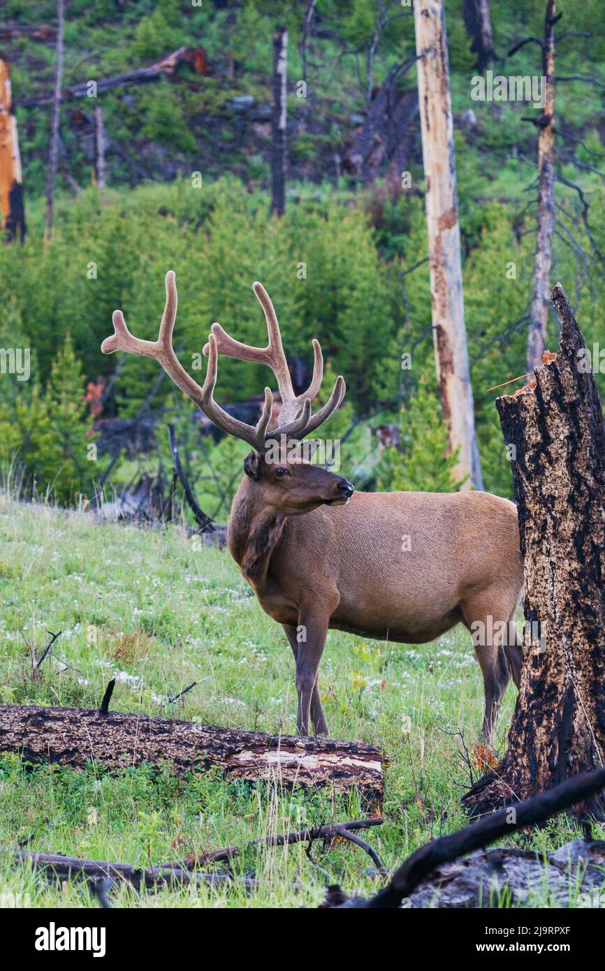 Rocky Mountain bull elk, velvet antlers Stock Photo - Alamy