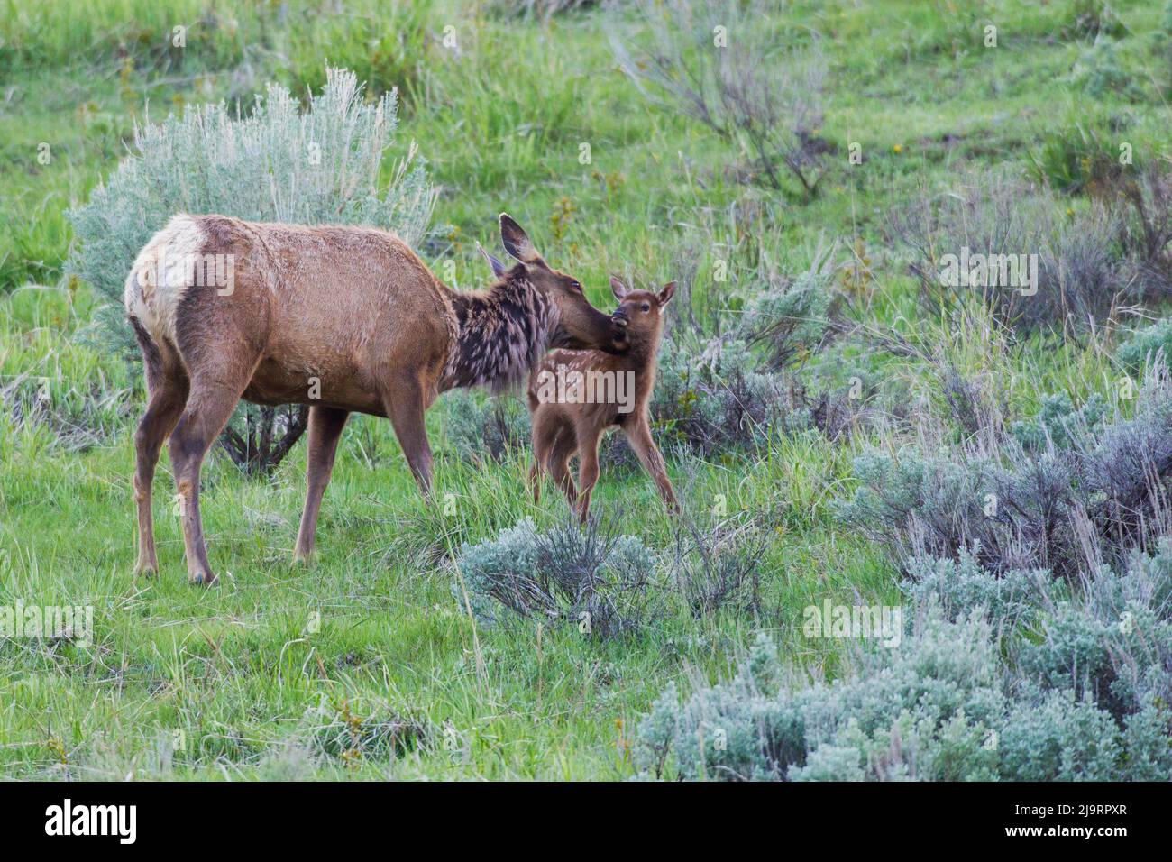 Cow elk with calf Stock Photo - Alamy
