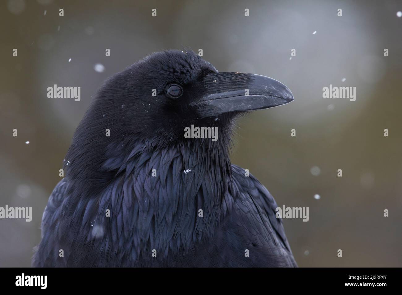 Common raven, winter close-up Stock Photo - Alamy