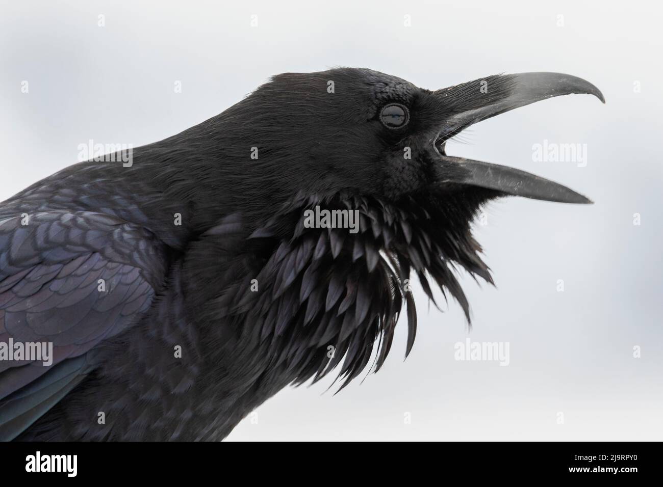 Raven calling hi-res stock photography and images - Alamy