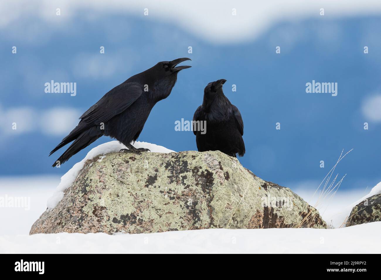Common raven pair, Rocky Mountain winter Stock Photo - Alamy