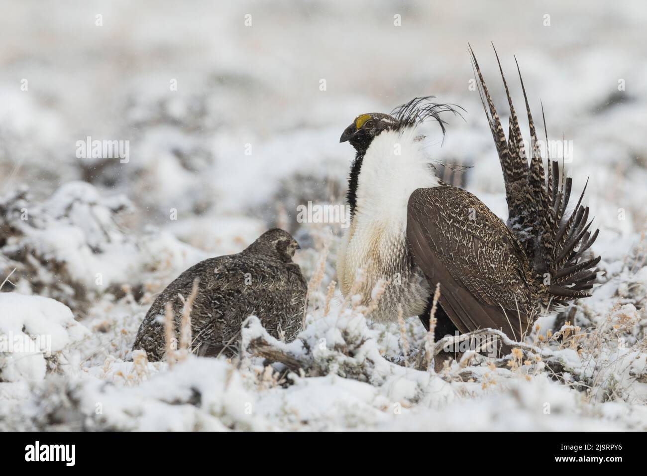 Sage hen hi-res stock photography and images - Alamy