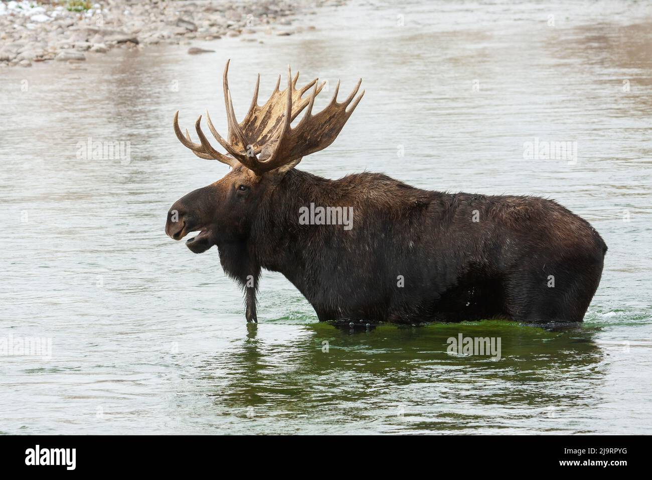 Shiras bull moose Wading across river Stock Photo - Alamy