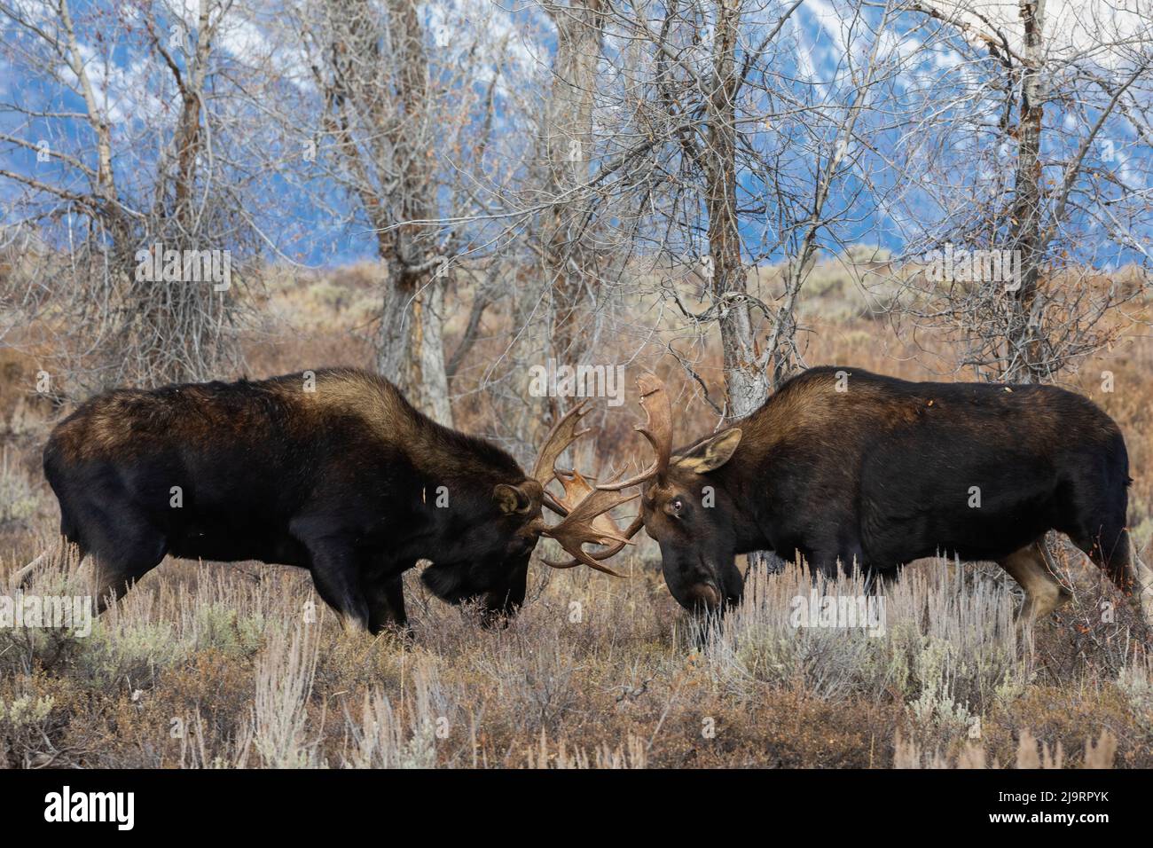 Bull moose sparring Stock Photo - Alamy