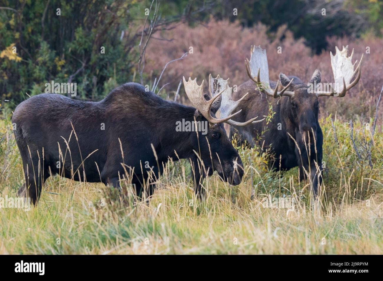 Shiras bull moose, dominance display Stock Photo - Alamy