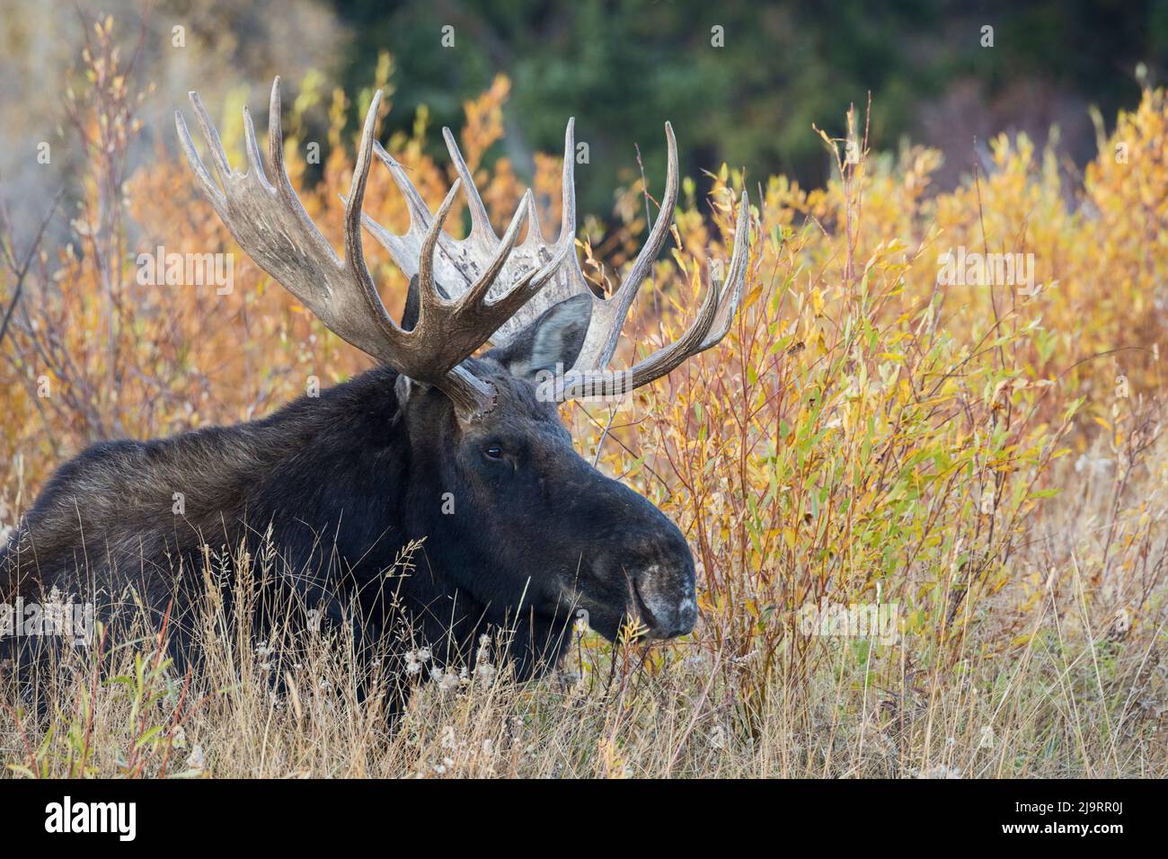 Shiras bull moose Stock Photo - Alamy