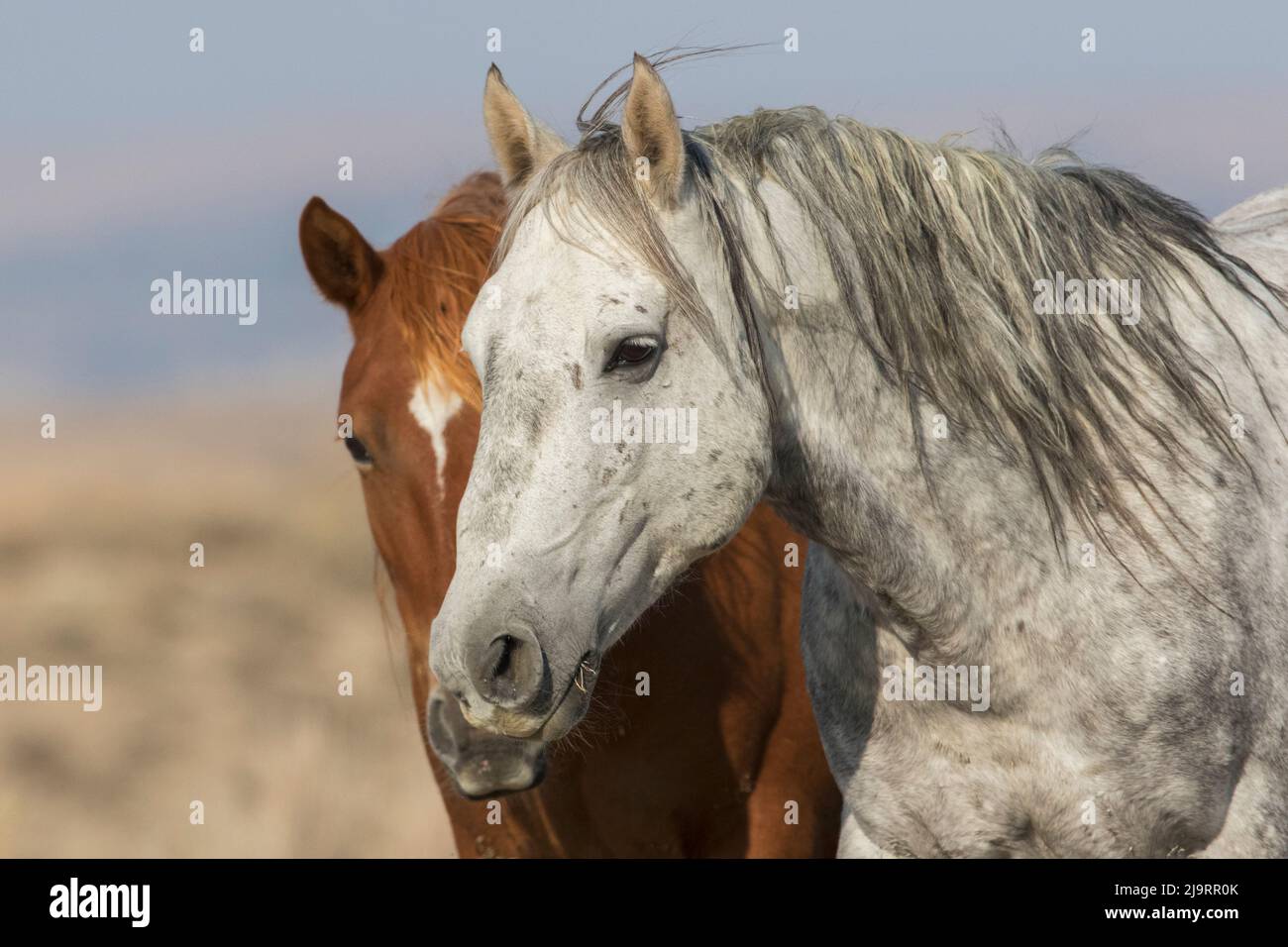 Mustangs and colorado hi-res stock photography and images - Alamy