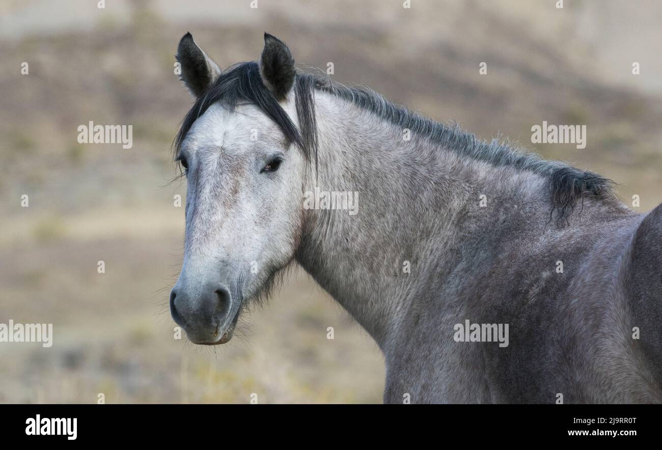 Wild mustang portrait Stock Photo - Alamy