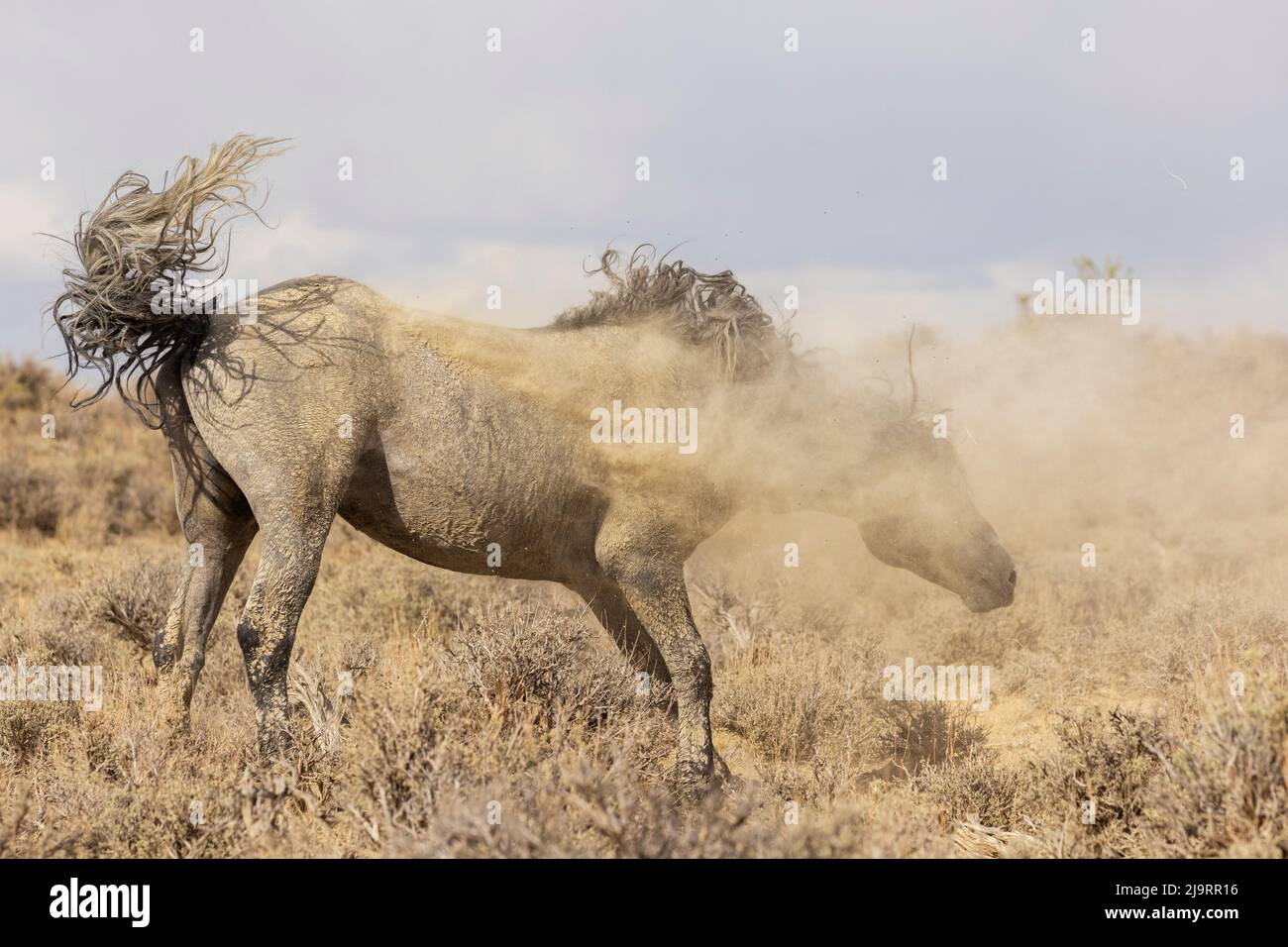 Wild horse stallion dust bathing Stock Photo - Alamy