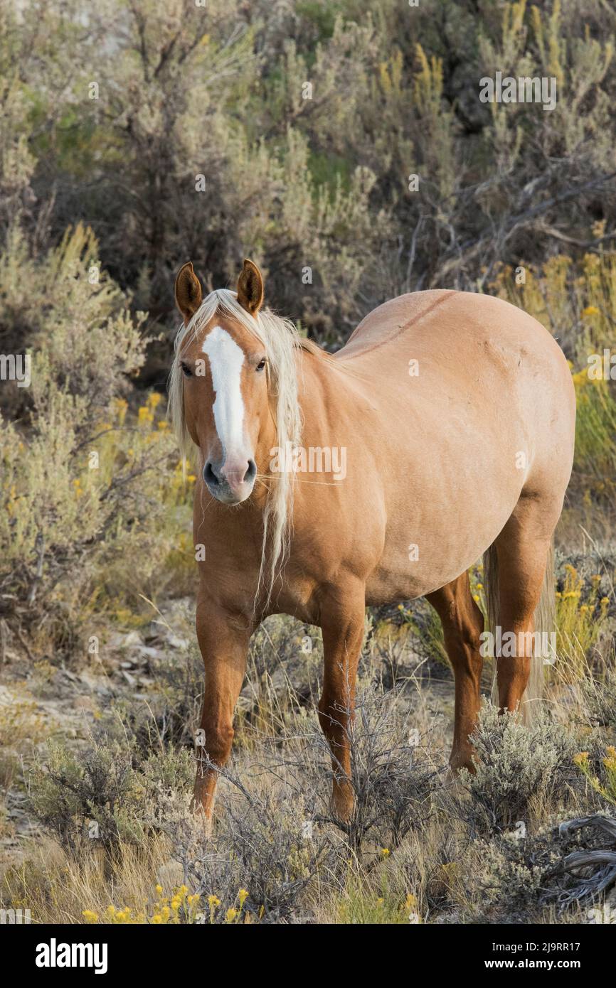 Wild mustang stallion Stock Photo - Alamy