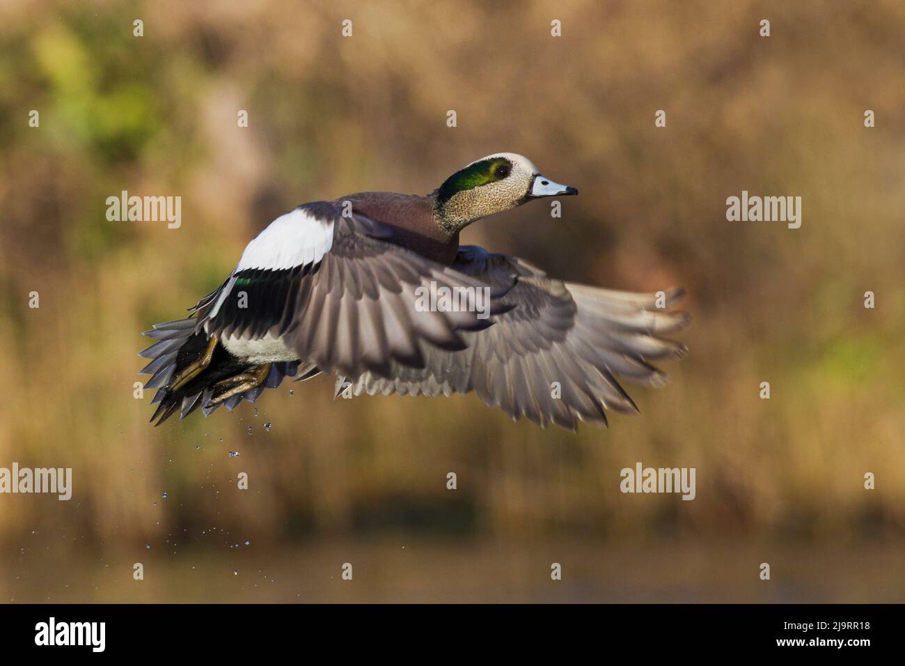 American wigeon drake flying Stock Photo - Alamy