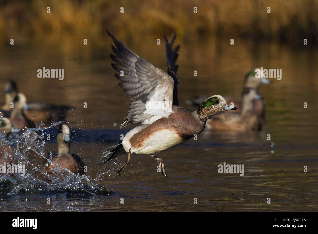 Wigeon flying hi-res stock photography and images - Alamy
