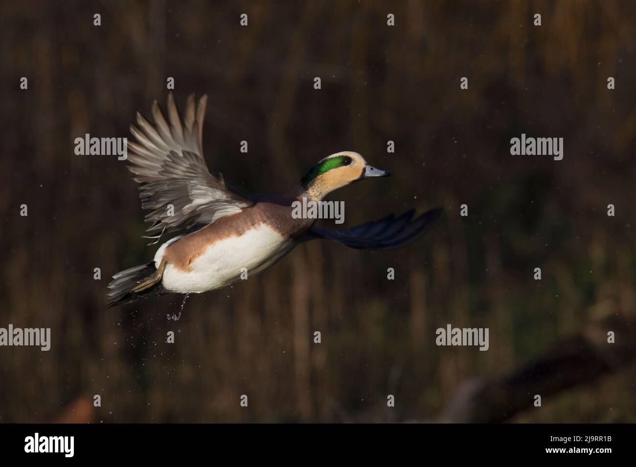 American wigeon drake hi-res stock photography and images - Alamy